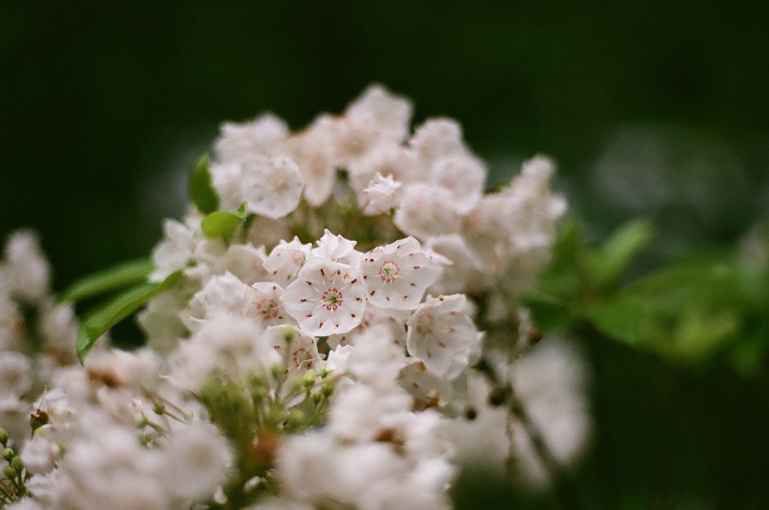 A Closer Look at the State Flower – The (Not so) Rural Pennsylvanian